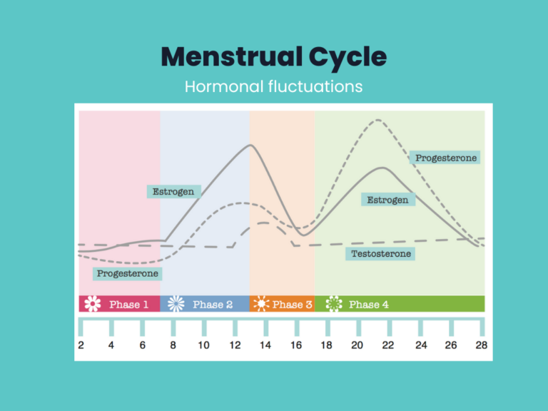 Hormones and your cycle 101 - Foundational Concepts
